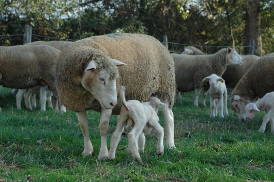 Schapen - Agriaffaires